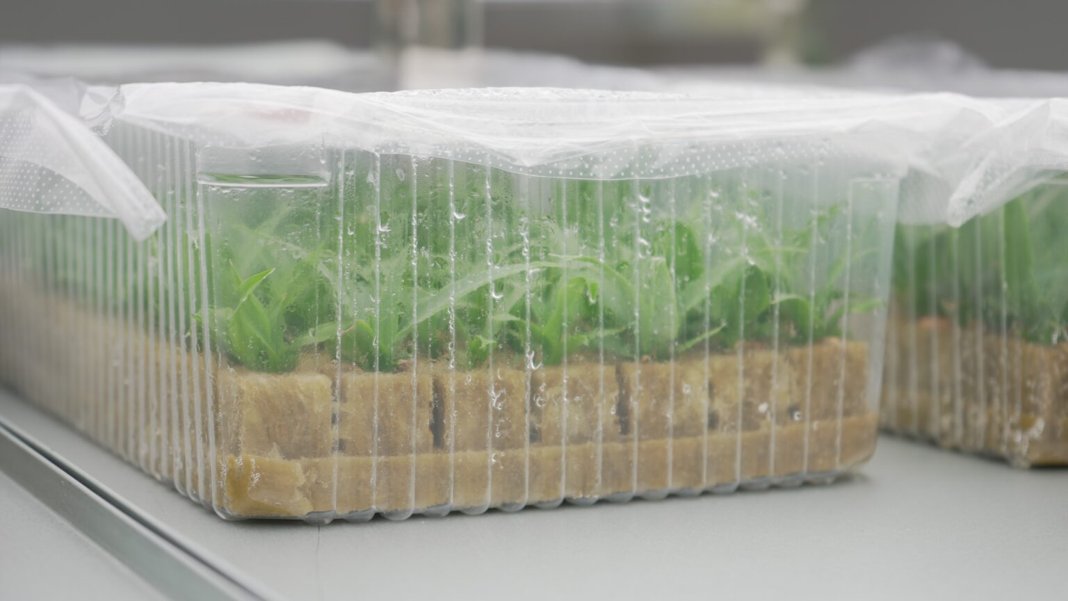 WHO WE ARE – GreenLab Biotechnology