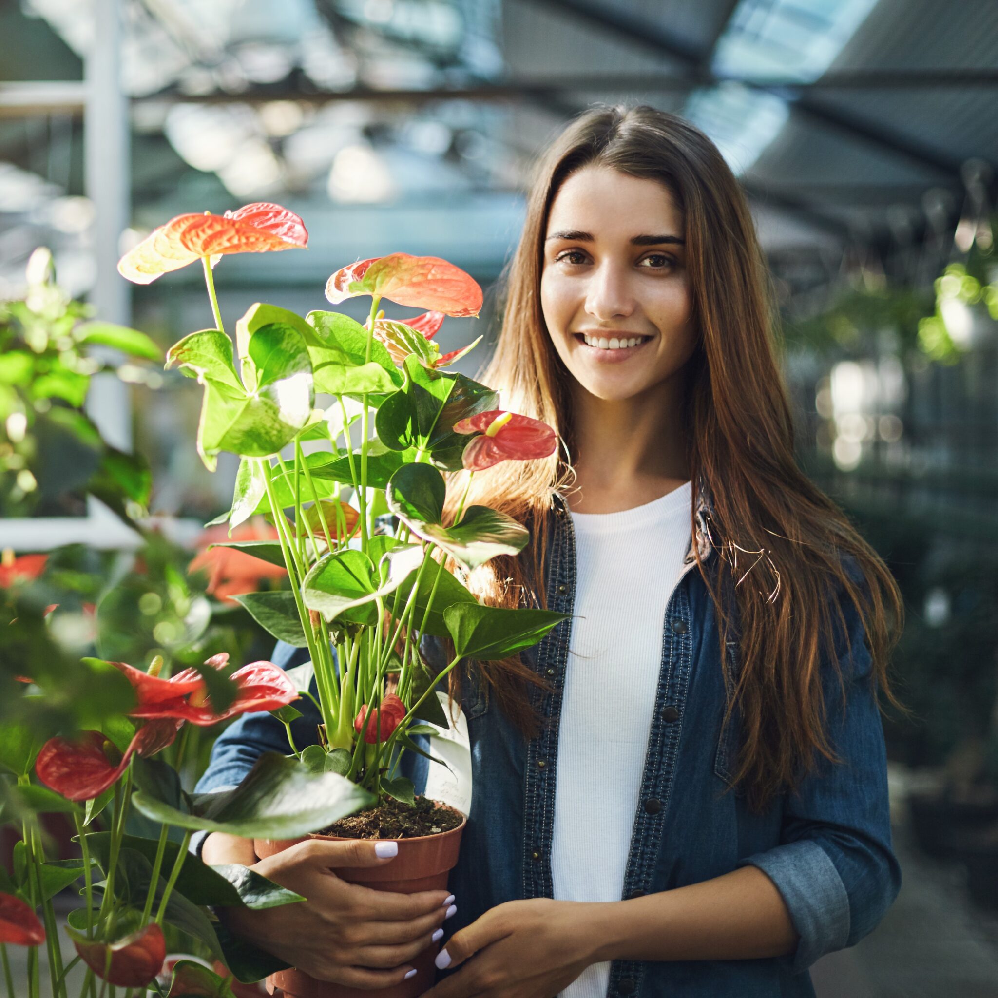 ORNAMENTAL PLANTS – GreenLab Biotechnology